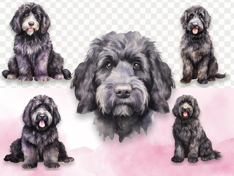 Watercolor Black Labradoodle Clipart PNG Downloads for Card - Etsy