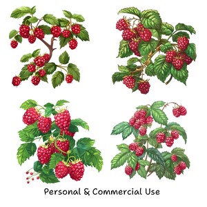 Raspberry Bushes Clipart Collection, High-quality Digital Images ...
