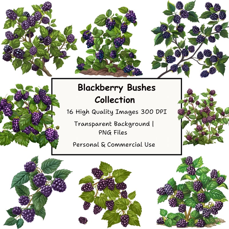 Blackberry Clip Art - Etsy