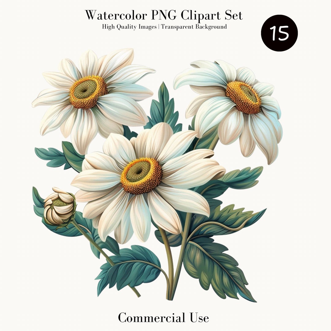 Watercolor Daisy Clipart Set, Digital Download, Commercial Use, PNG ...