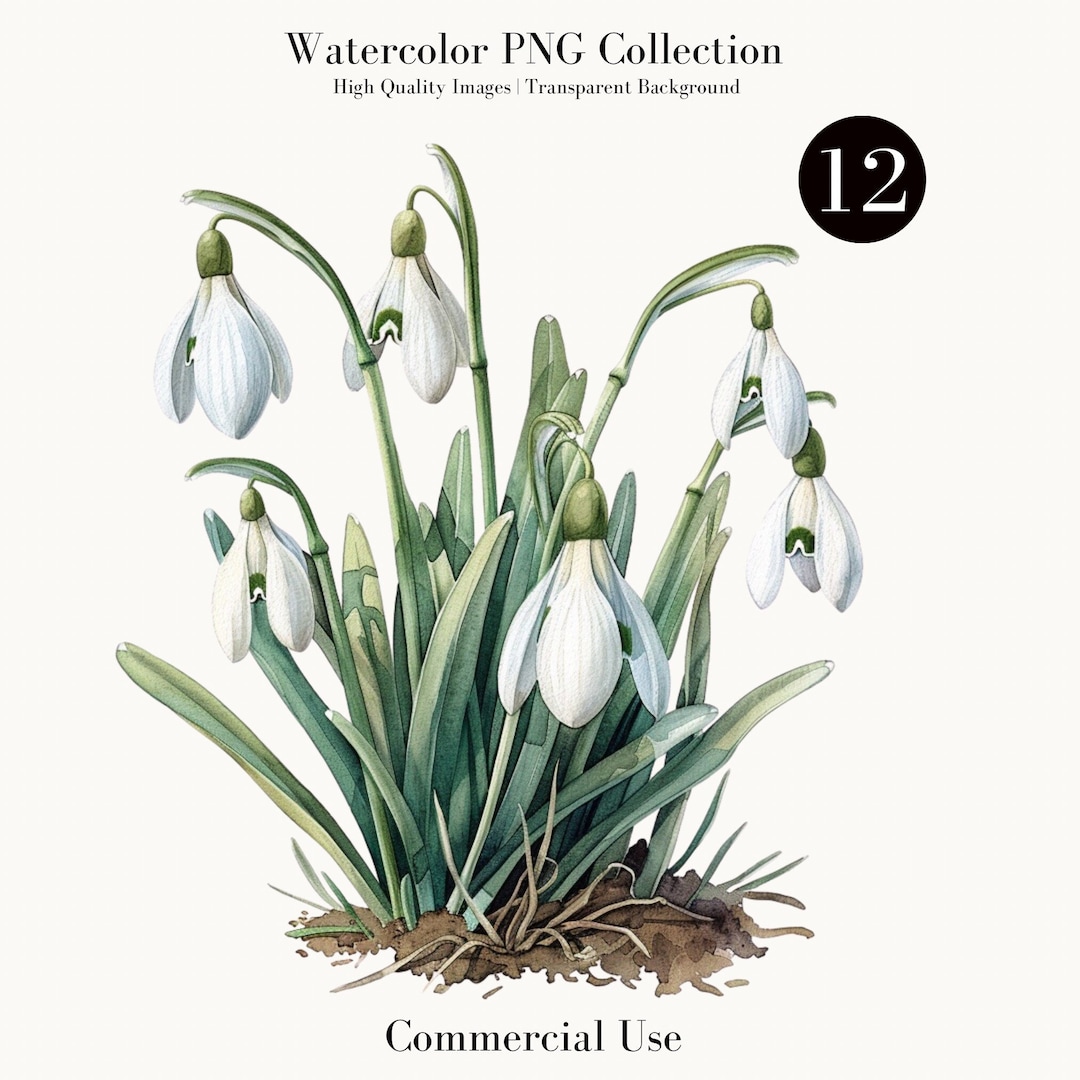 Watercolor Snowdrop PNG Collection, Botanical Clipart Bundle, High ...