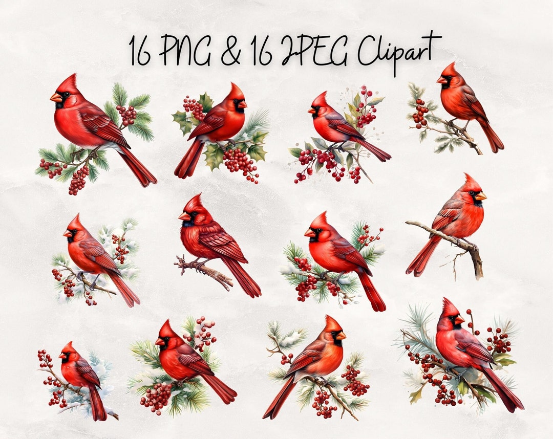 32 Christmas Red Cardinal Clipart, Watercolor Clipart, Bird Clipart ...