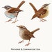 Watercolor Wren Bird PNG Collection, Digital Download, Commercial Use ...