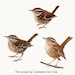 Watercolor Wren Bird PNG Collection, Digital Download, Commercial Use ...