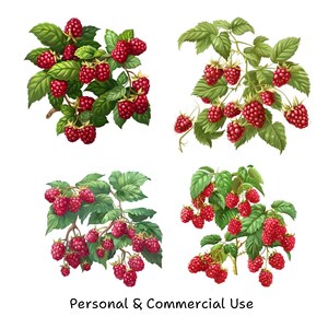 Raspberry Bushes Clipart Collection, High-quality Digital Images ...