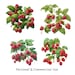 Raspberry Bushes Clipart Collection, High-quality Digital Images ...