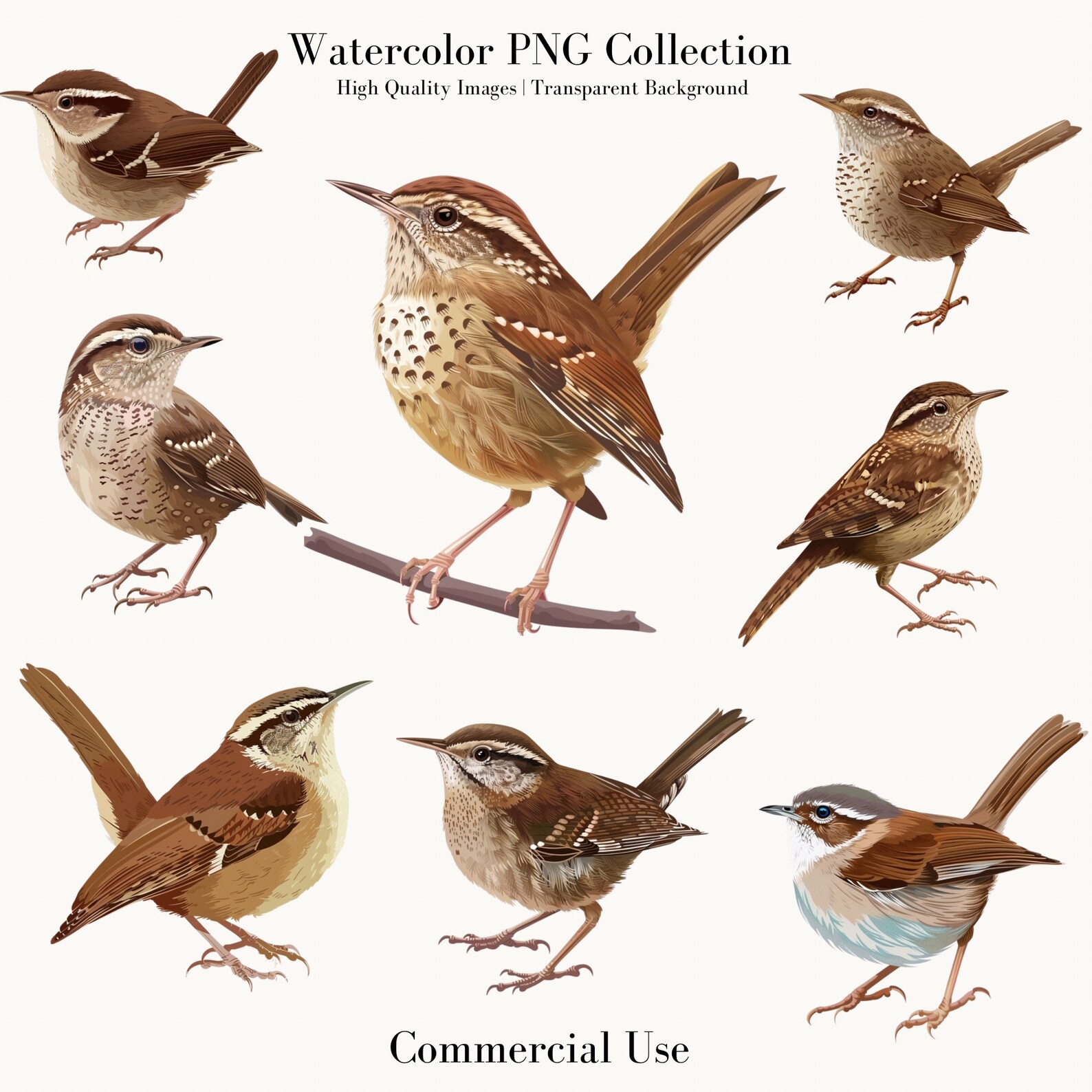 Watercolor Wren Bird PNG Collection, Digital Download, Commercial Use ...