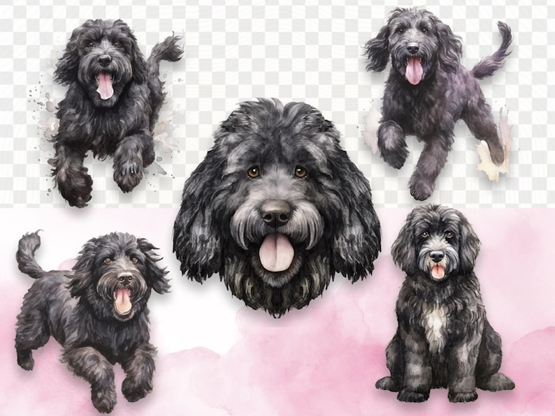 Watercolor Black Labradoodle Clipart PNG Downloads for Card - Etsy