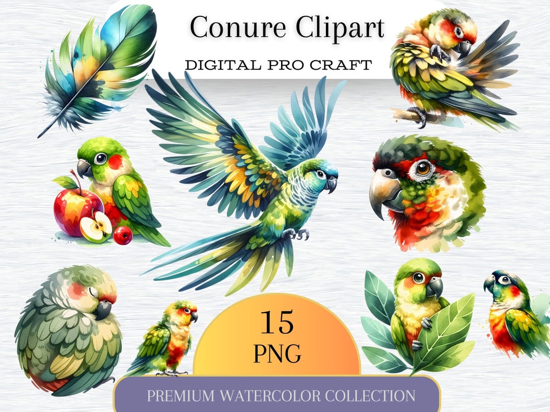 Conure Clipart | Clipart Bundle | 15 PNG Colorful Images | Bird Art ...