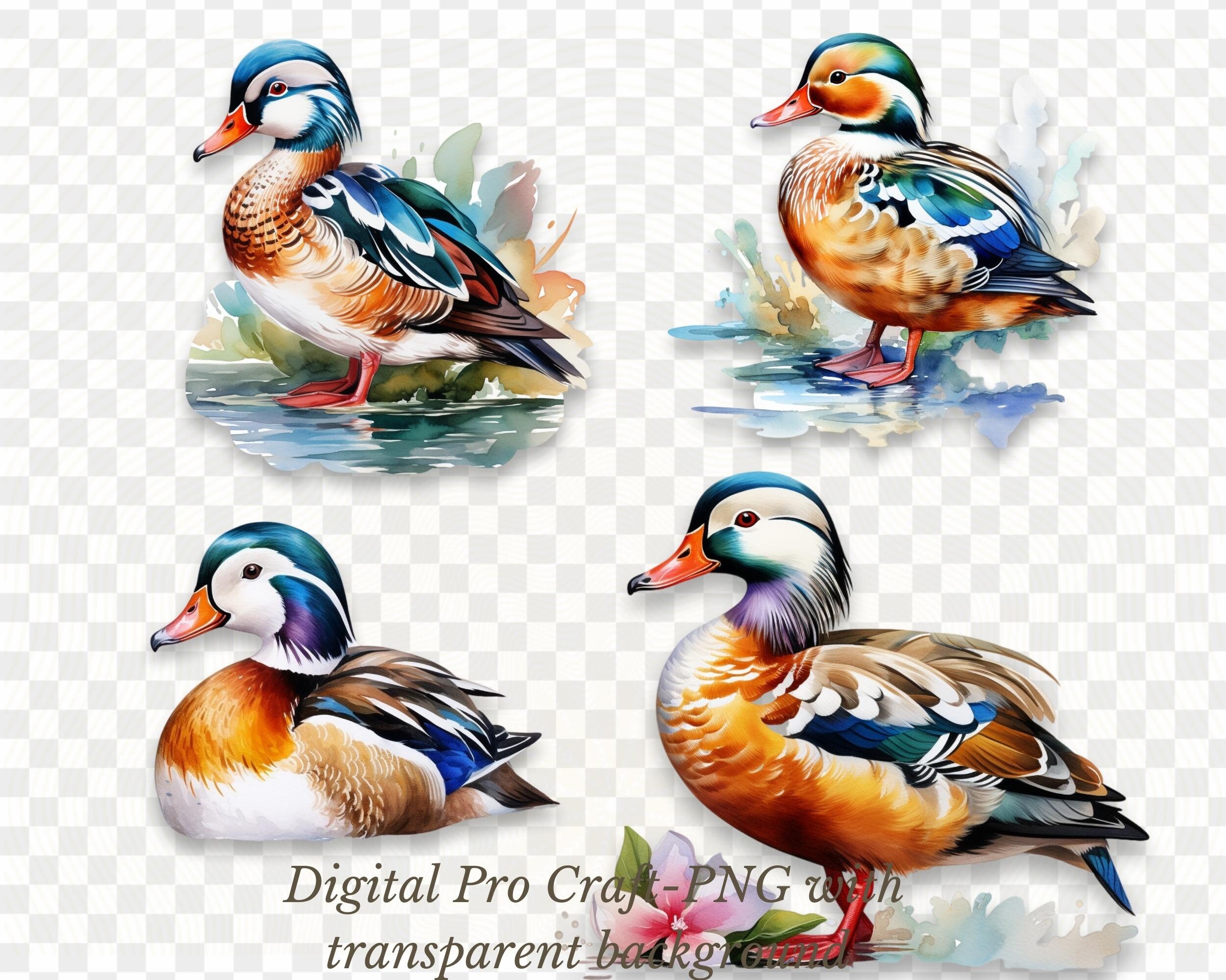 Set of 12 Mandarin Duck Clipart Cute Animal Clipart - Etsy