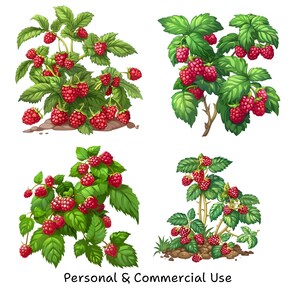 Raspberry Bushes Clipart Collection, High-quality Digital Images ...