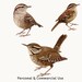 Watercolor Wren Bird PNG Collection, Digital Download, Commercial Use ...