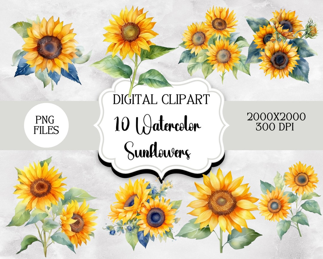 Watercolor Sunflower 10pc PNG Bundle | Sunflower PNG | Sunflower ...