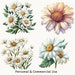Watercolor Daisy Clipart Set, Digital Download, Commercial Use, PNG ...