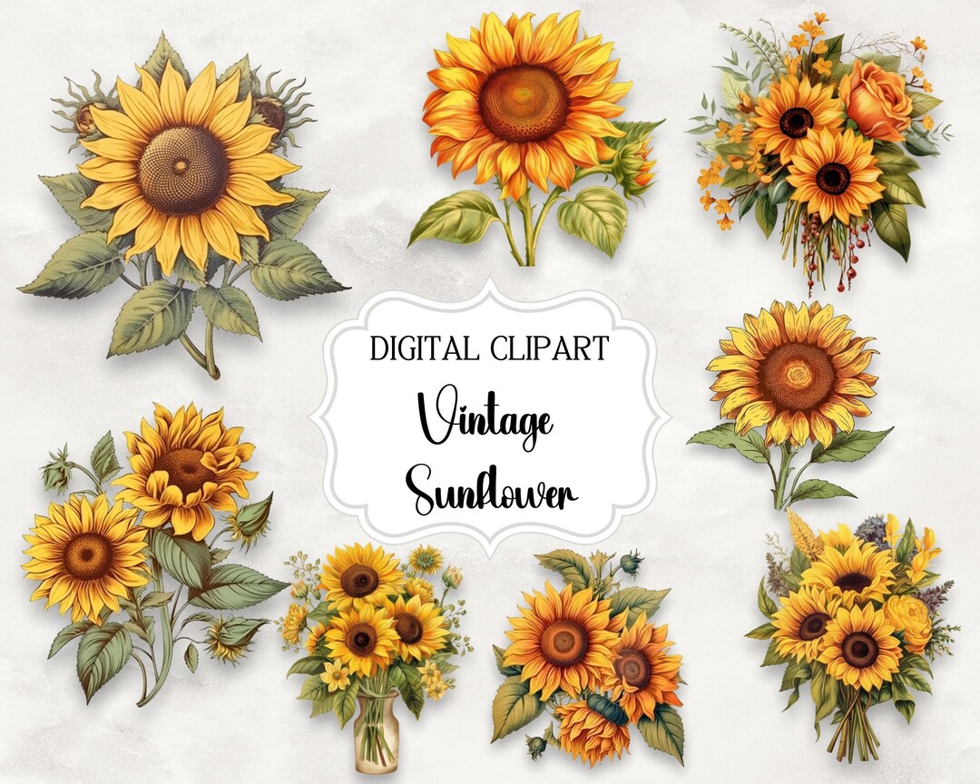 Set of 16 Vintage Sunflowers Digital Clipart Bundle -vector ...
