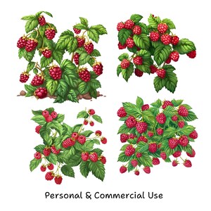 Raspberry Bushes Clipart Collection, High-quality Digital Images ...