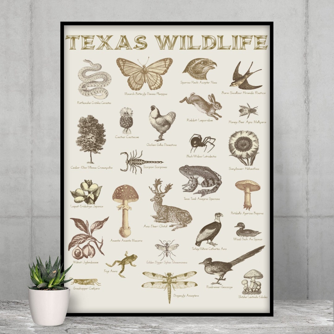Texas Wildlife Poster - Texas Plants & Animals Poster - Science Poster ...