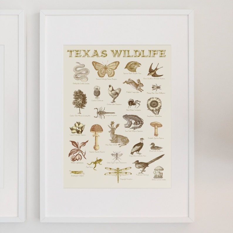 Texas Wildlife Vintage Science Poster: Plants & Animals Art Print - Etsy