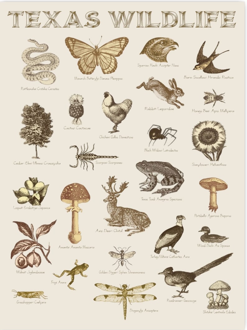 Texas Wildlife Vintage Science Poster: Plants & Animals Art Print - Etsy