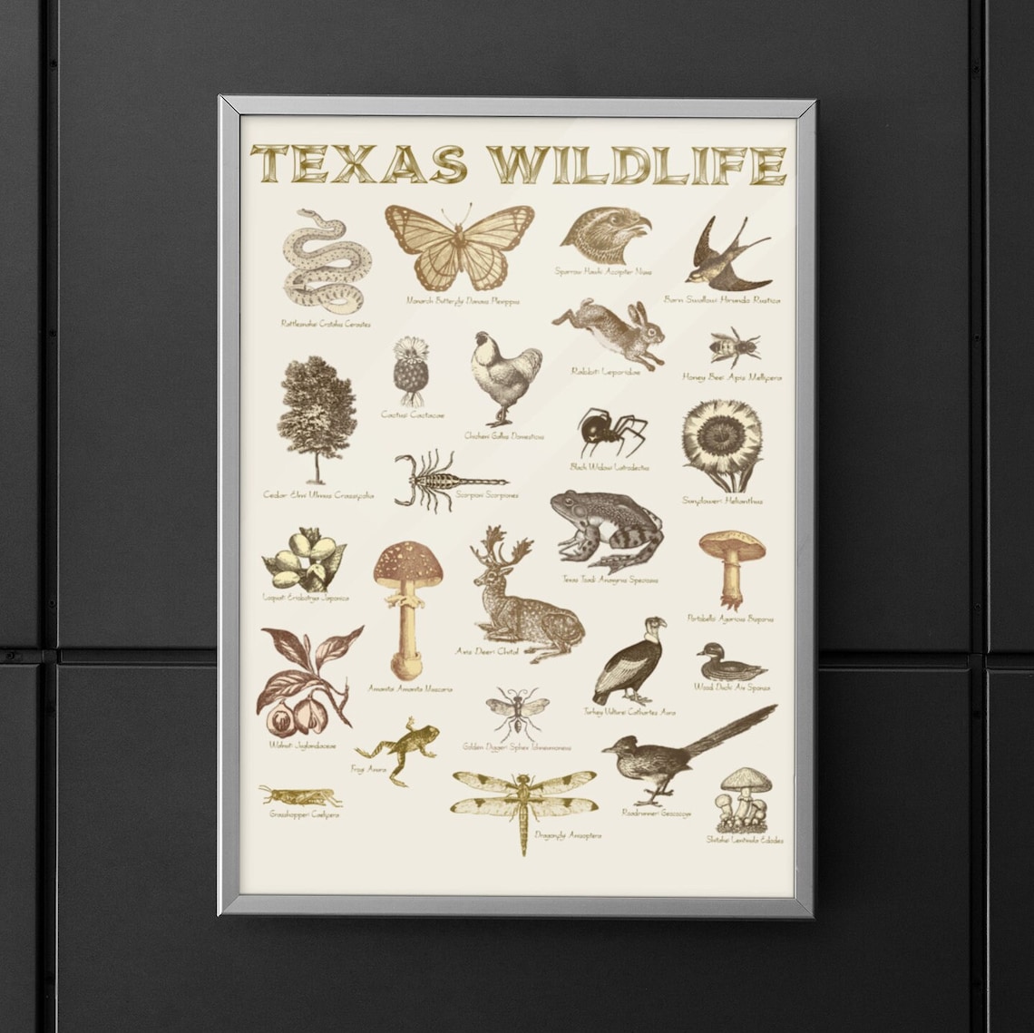 Texas Wildlife Poster Texas Plants & Animals Poster Science Poster ...