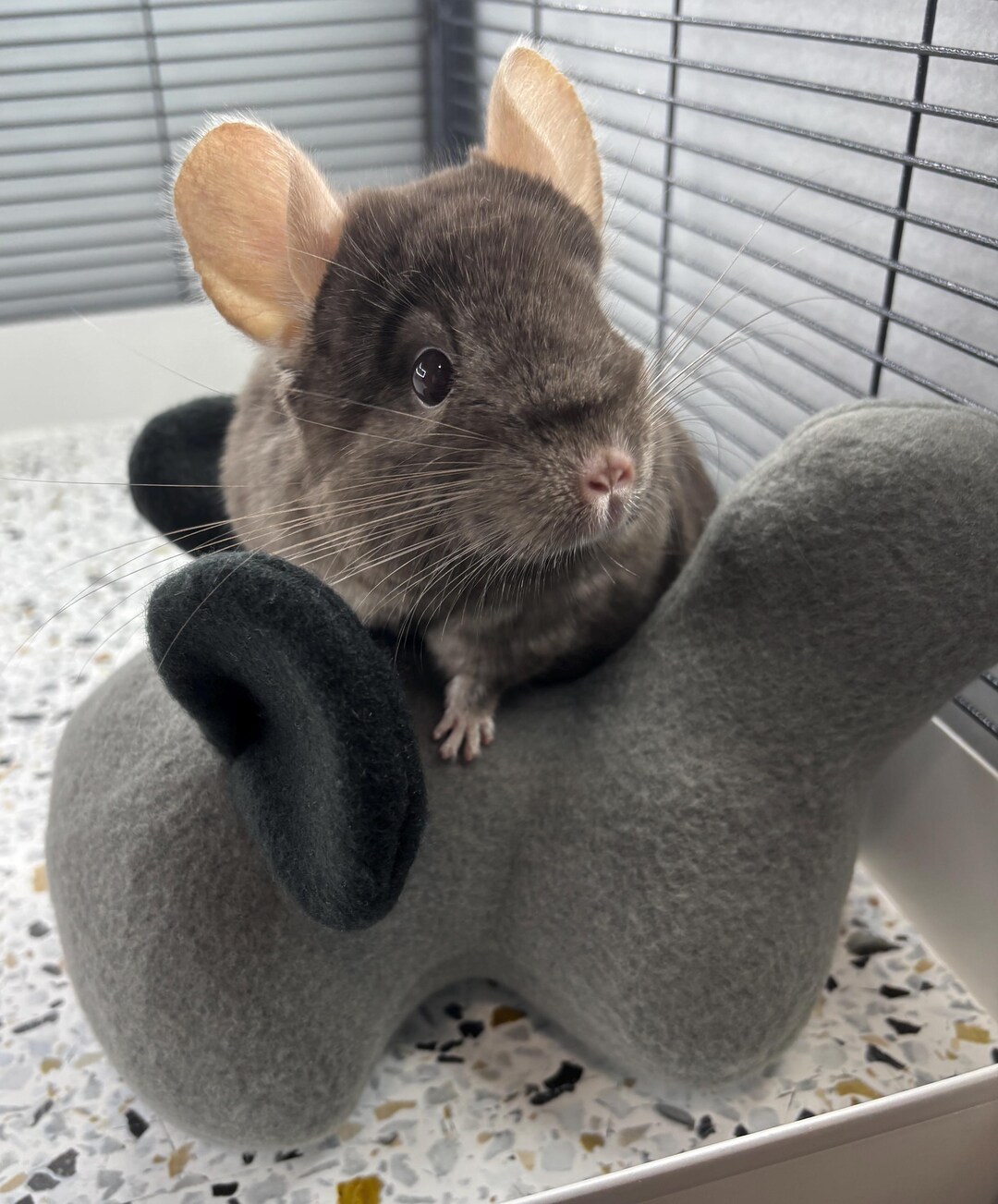 Chinchilla Cuddle Buddy - Etsy