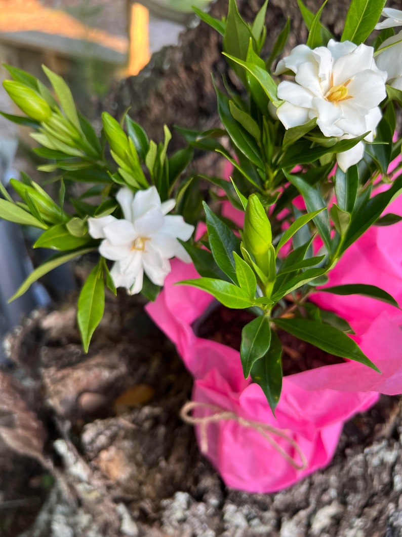 Gardenia | Radicans Gardenia | Mothers Day Gift | Dwarf Gardenia | Pre Bonsai Plant | Free ...
