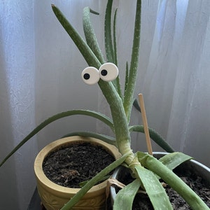 Funny Plant Eye Magnets: Expressive Garden Decor (55-60mm) - Etsy