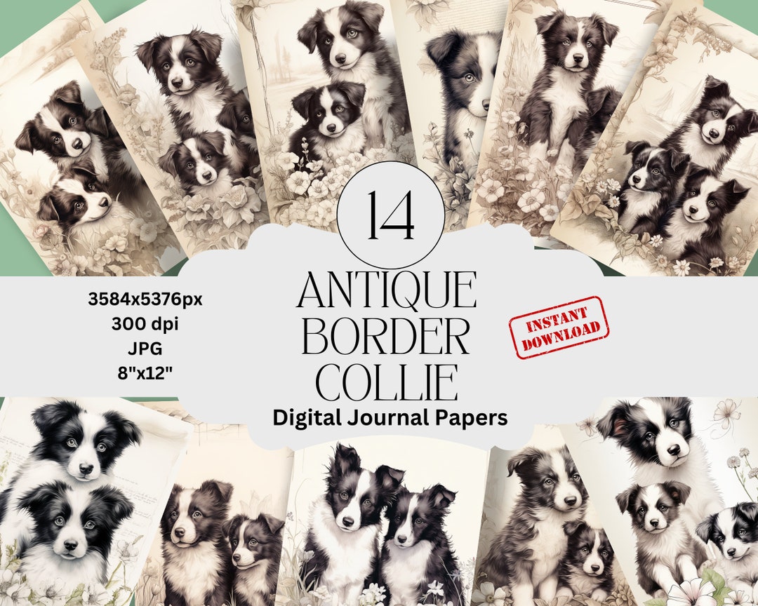 Antique Border Collie Digital Journal Paper Set Border Collie Paper ...