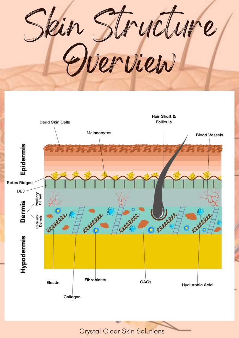 Ultimate Skin Manual | Skin Knowledge Ebook | Skin Anatomy & Physiology ...