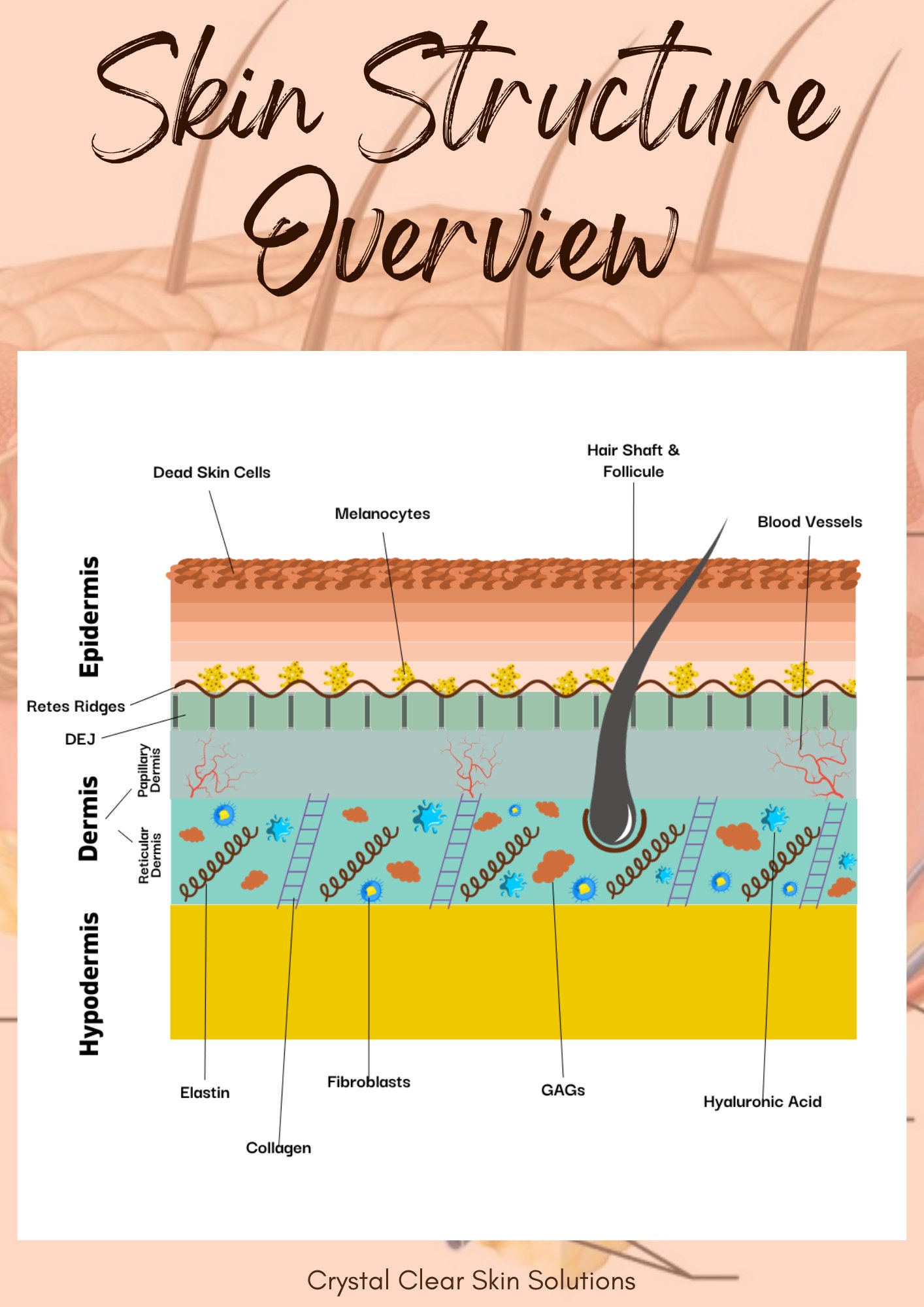 Ultimate Skin Manual | Skin Knowledge Ebook | Skin Anatomy & Physiology ...