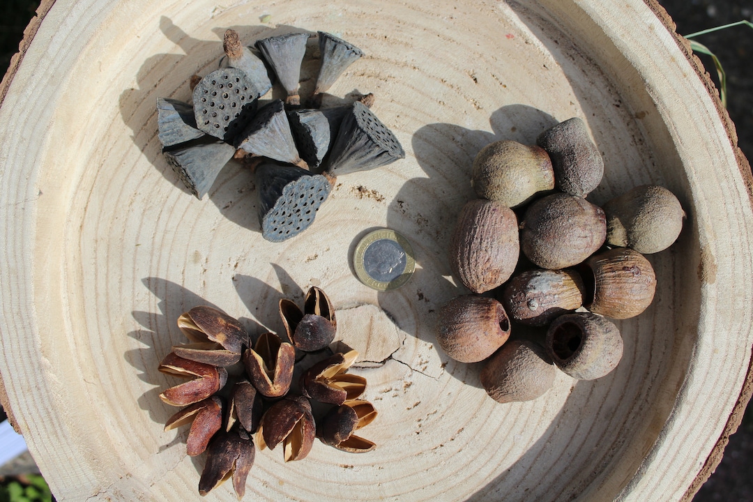 Set of Pods Nut Shells for Wreath Decoration Fall Decor - Etsy