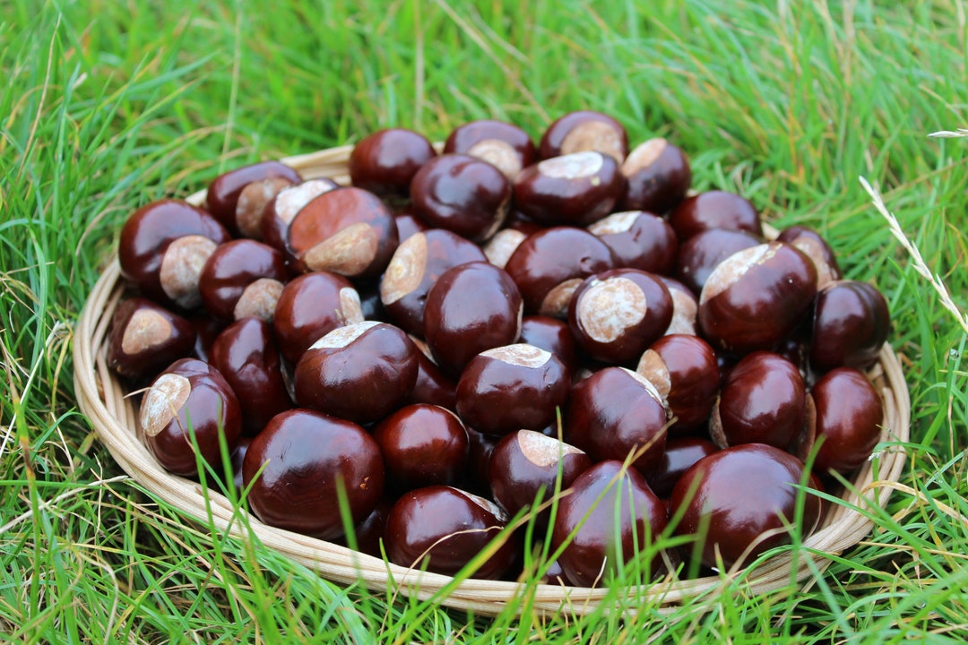 September 2025 Chestnuts Conkers Natural Horse Chesnuts New Season ...