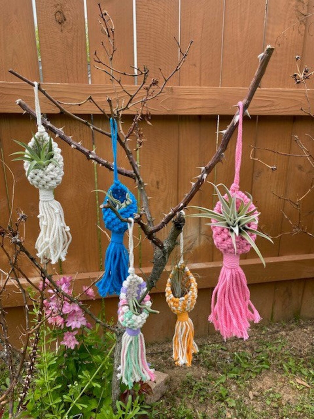 Air Plant Pod Hanger + Airplant - Etsy