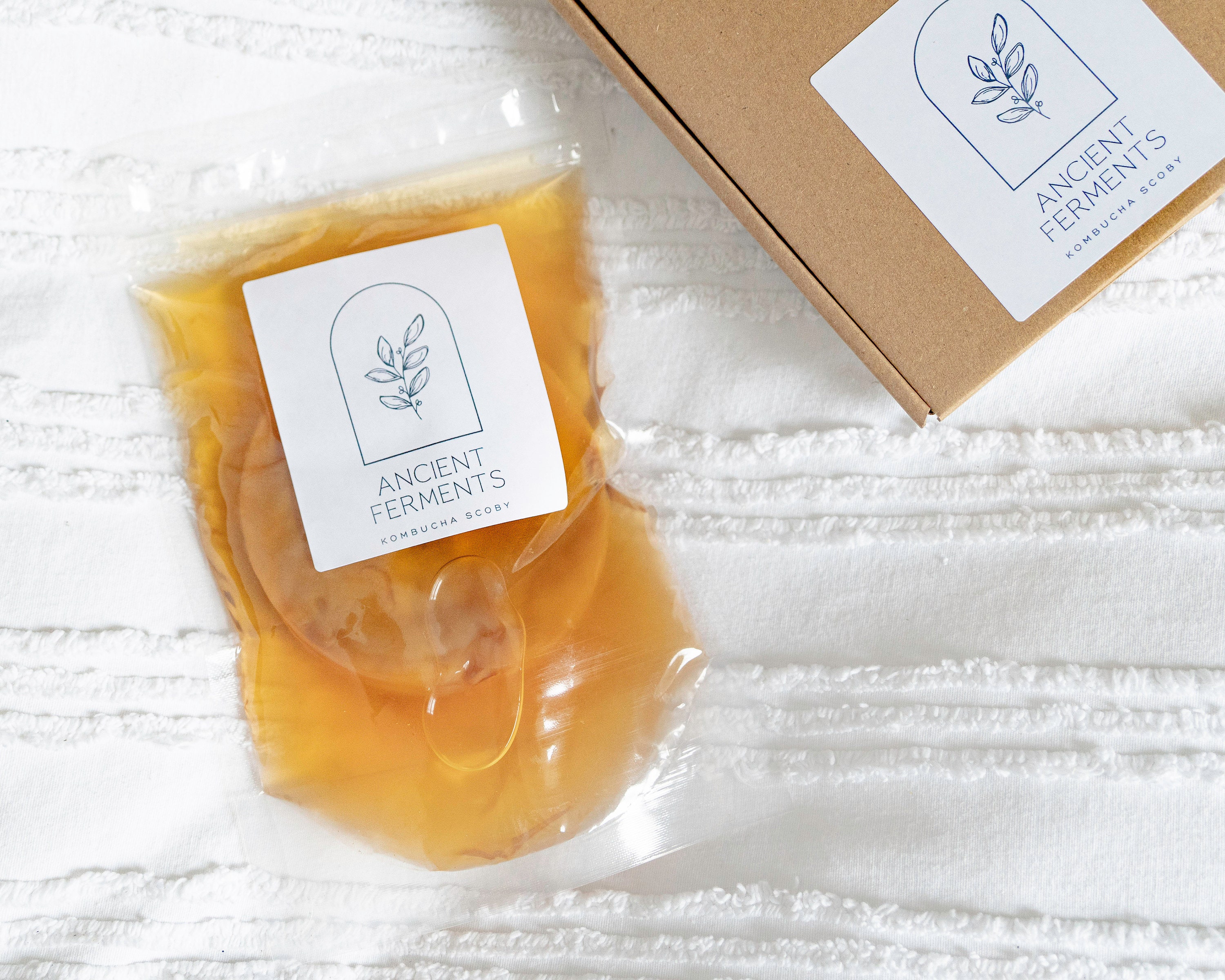 Kombucha Making Scoby | Kombucha Brewing Kit | Jun Tea Making Kit ...