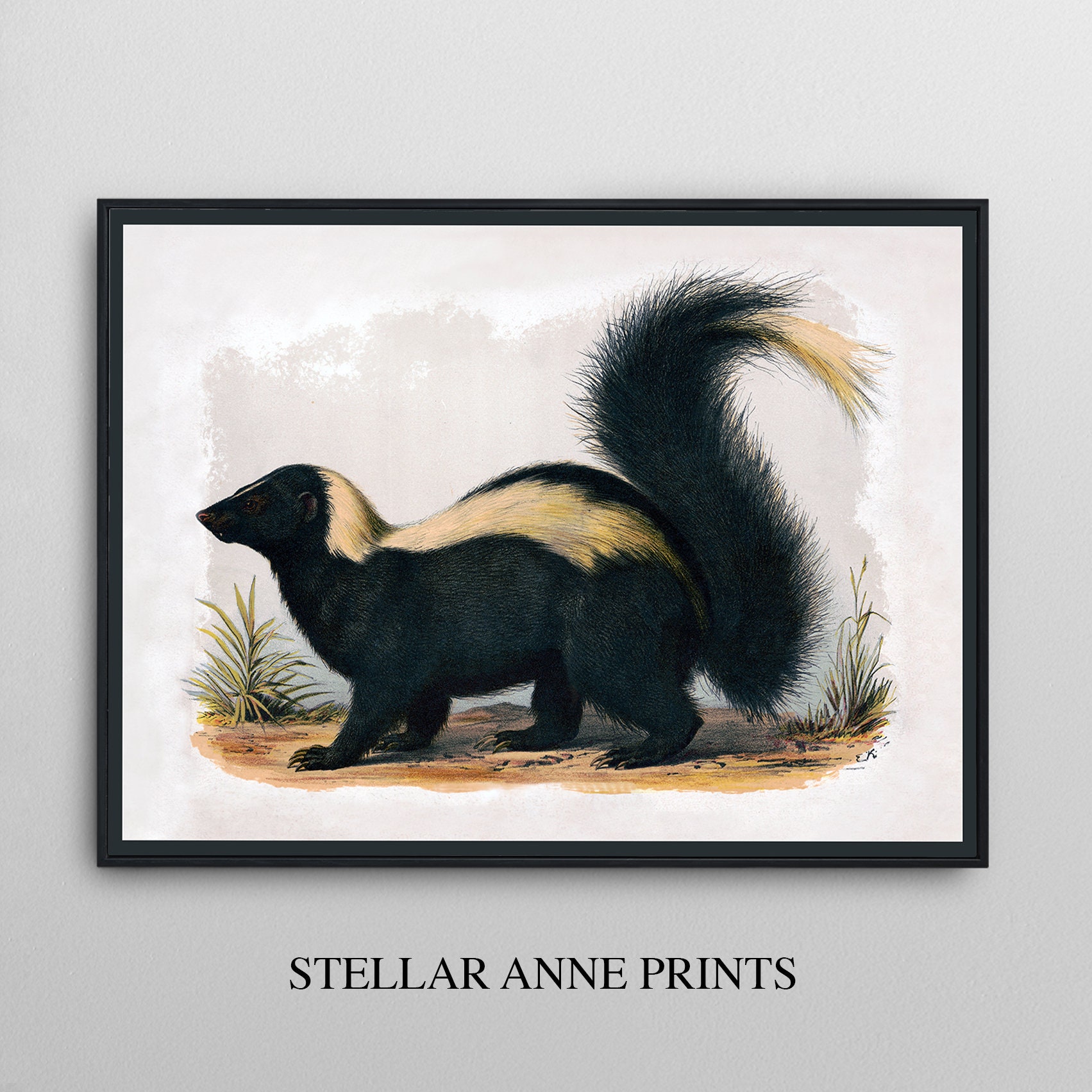 Skunk Illustrations Vintage