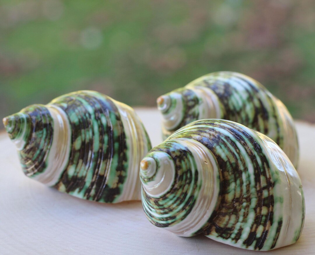 Hermit Crab Shells- Banded Jade Turbo Shells - Etsy