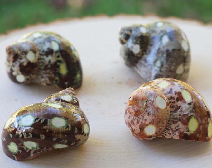 Hermit Crab Shells- Spotted Turbo Shells - Etsy