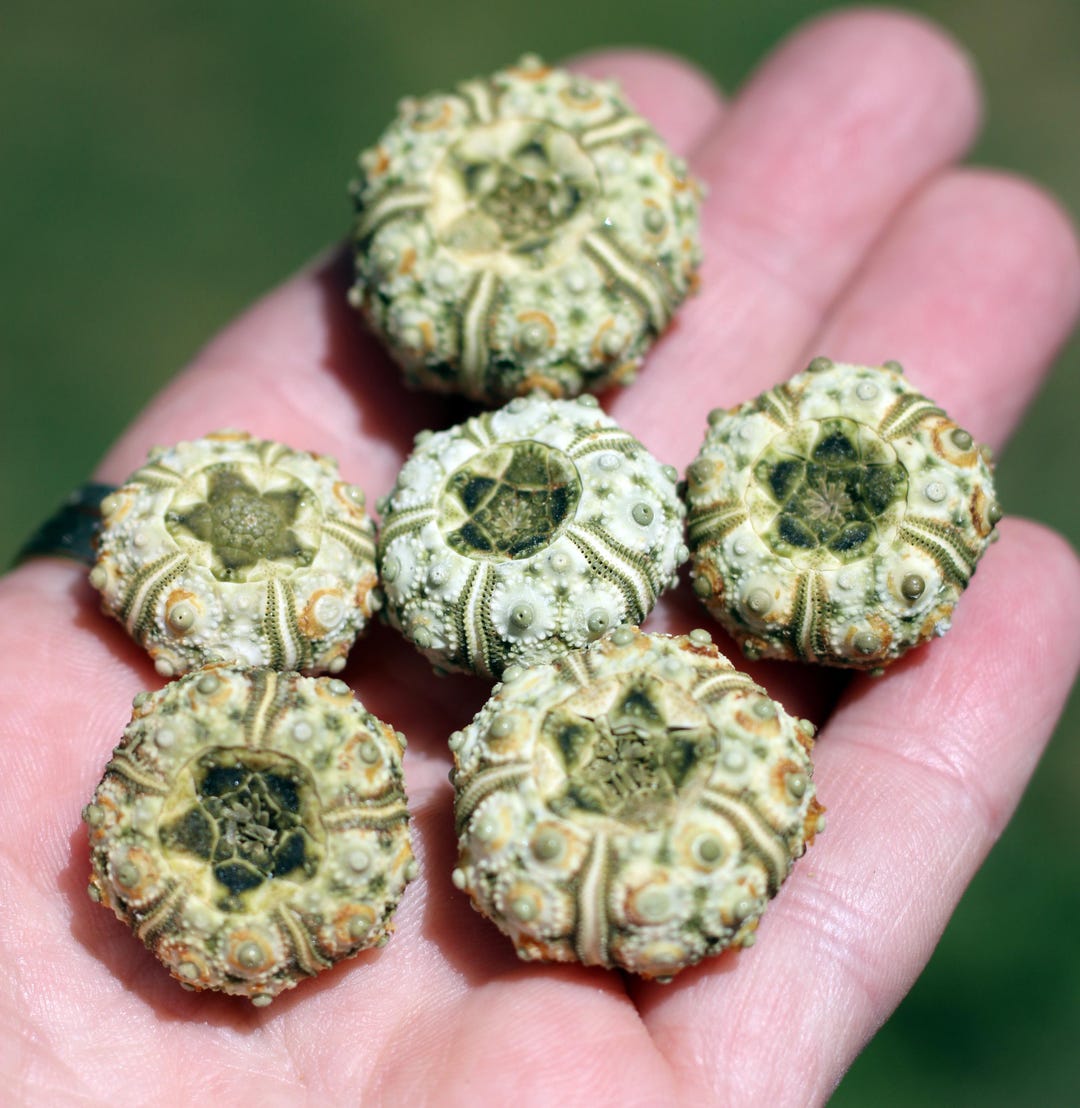Baby Green Knobby Sea Urchin Hermit Crab Treat - Etsy