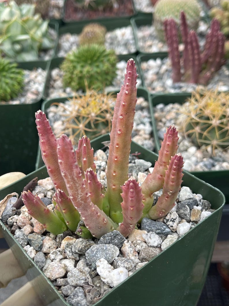 Stapelia Scitula | Rare Succulent | Life Saver Starfish Cactus | Rare ...