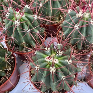 Ferocactus Gracilis Red Barrel Cactus Live Red Spines Cactus Plant ...