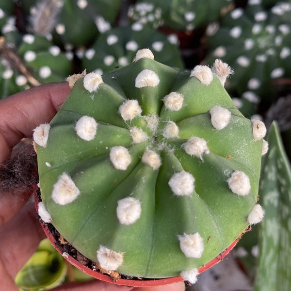 Domino Cactus - Etsy