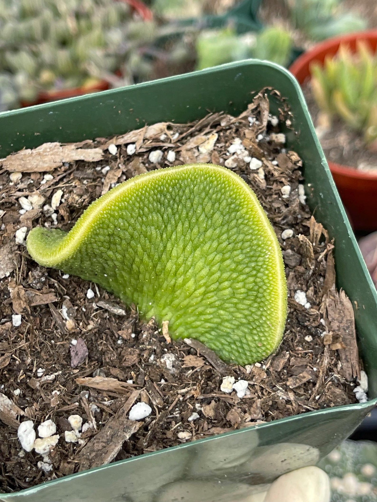 Hildewintera Colademononis Inermis Live Plant Rare Plant - Etsy