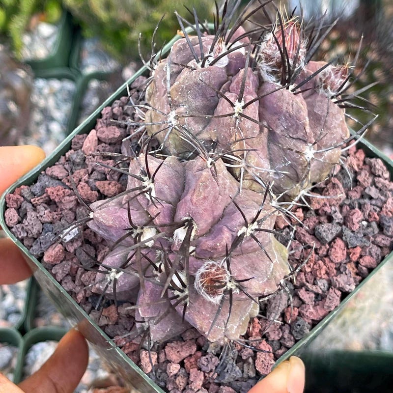 Purple Cactus - Etsy