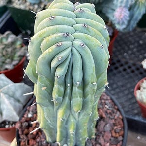 Crested Myrtle Blue Cactus Blue Candle Cactus Colorful Cactus Unique ...