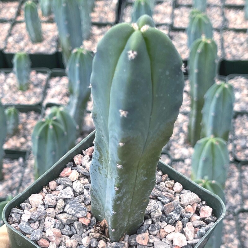 Blue Cactus Live Plant - Etsy