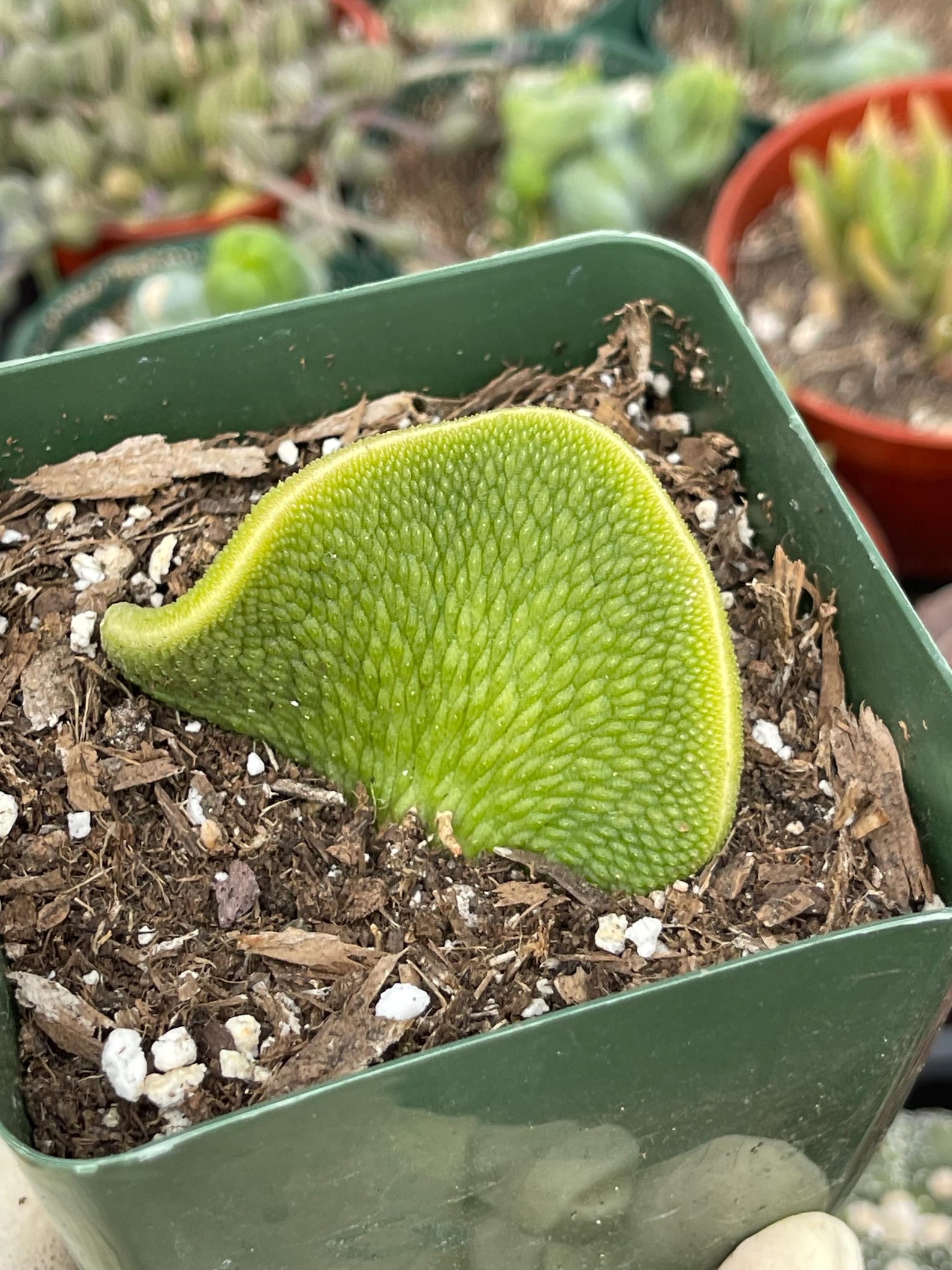 Hildewintera Colademononis Inermis Live Plant Rare Plant - Etsy