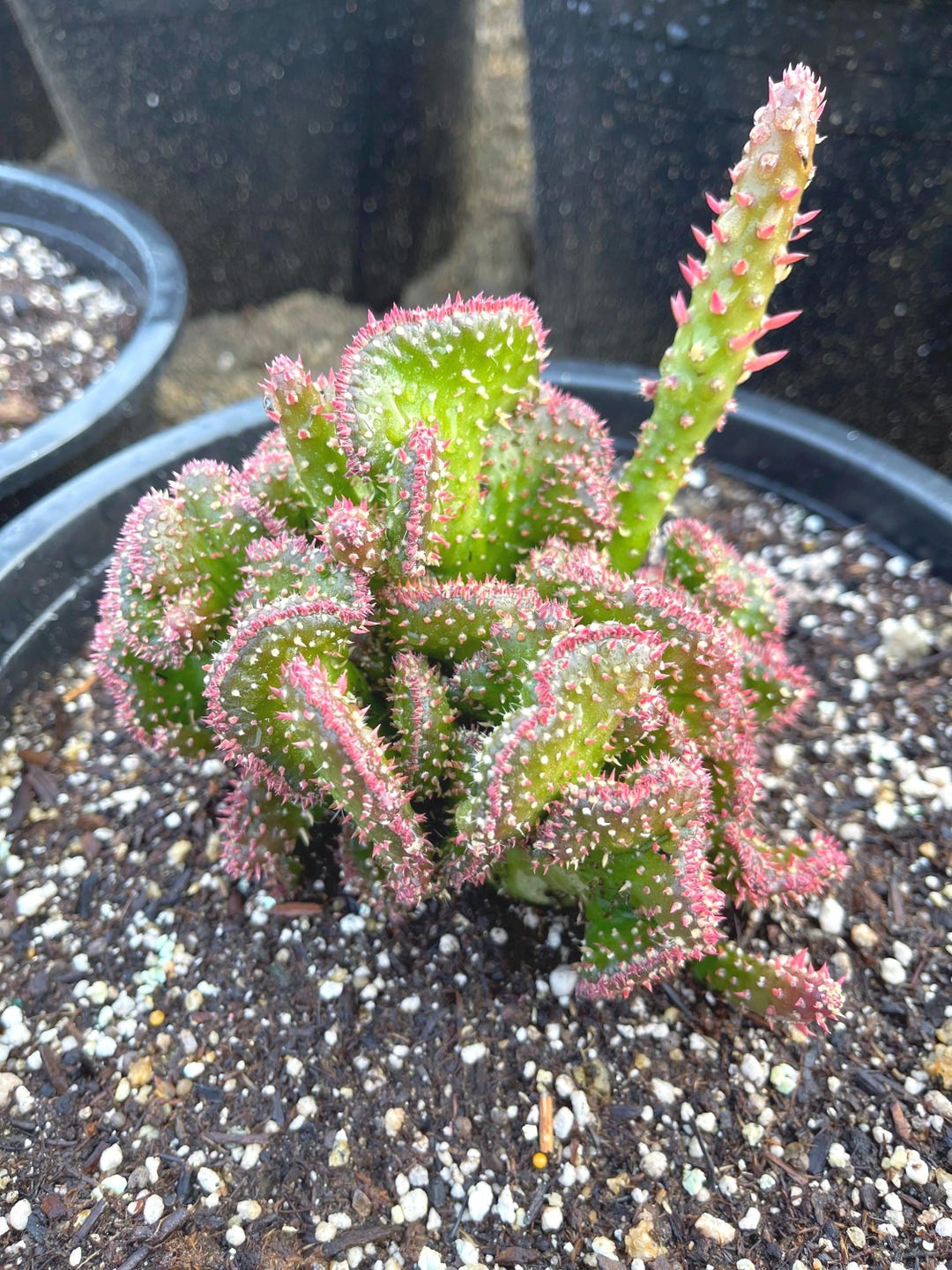 Needle Eve Crested Cactus, Rare Succulent, Live Plant, Unique ...