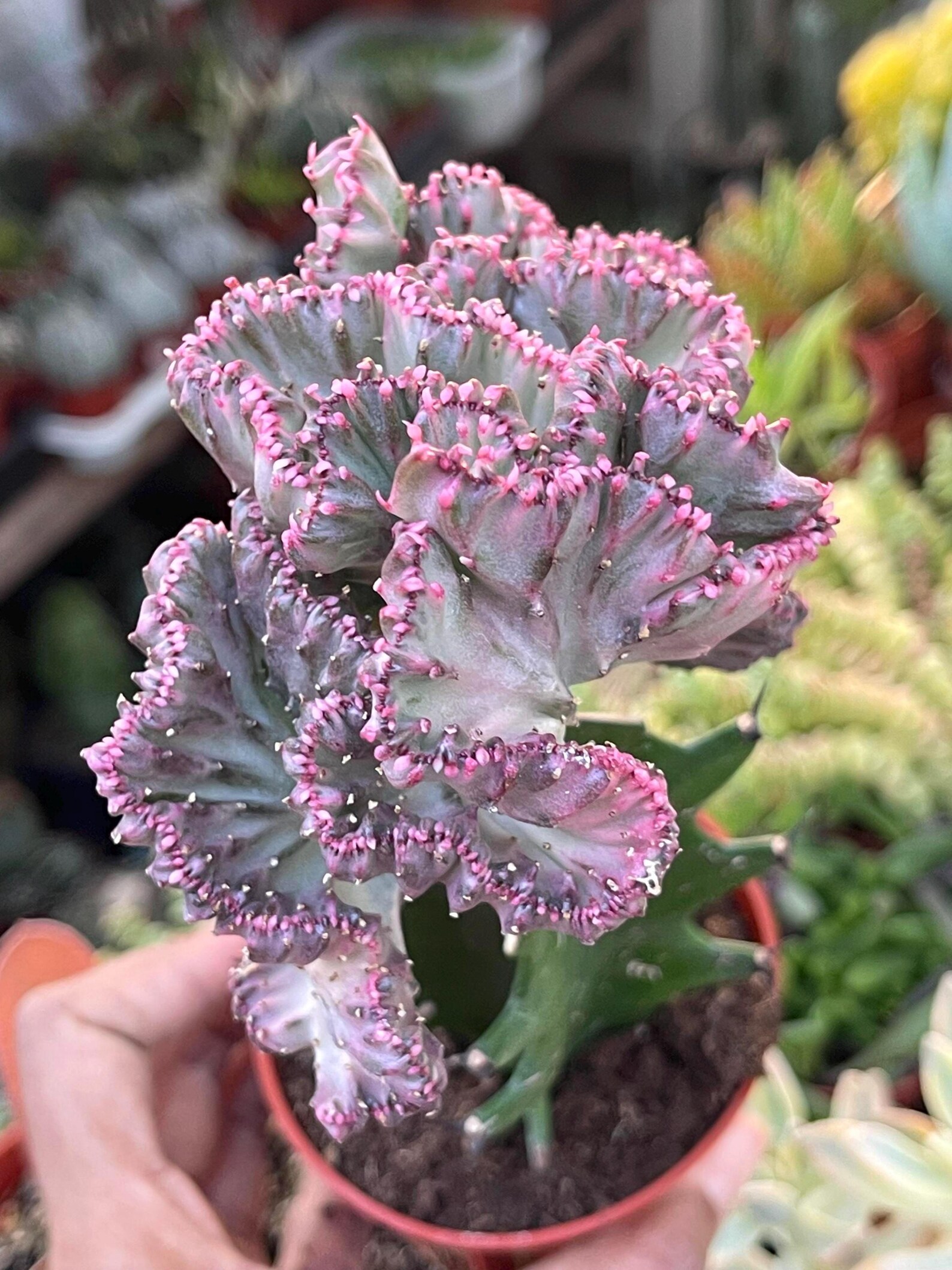 Coral Cactus Succulent Plant | Unique Wavy Fan-shaped Cactus Exotic ...