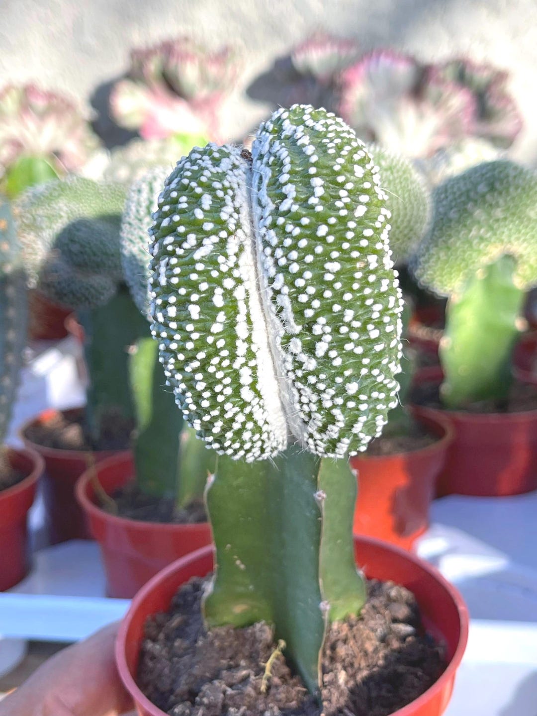 Notocactus Scopa Inermis Crested Grafted | Rare Cactus | Graft Cactus ...