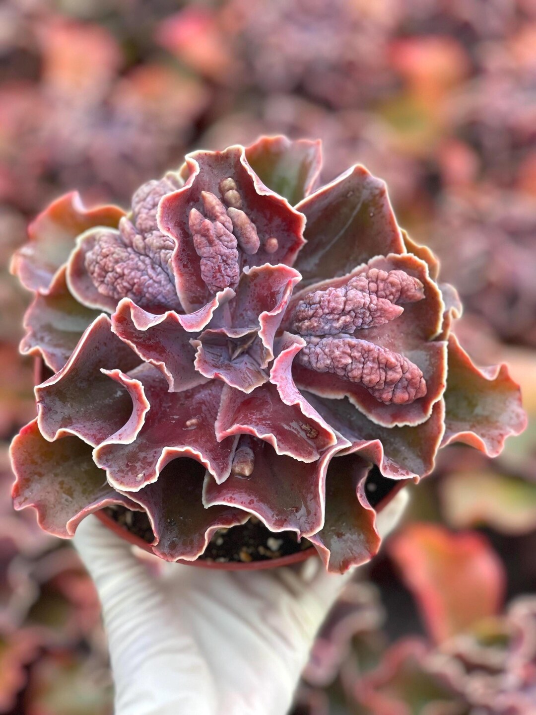 Echeveria Violacina Rare Echeveria Bumpy Succulent Plant Collection ...